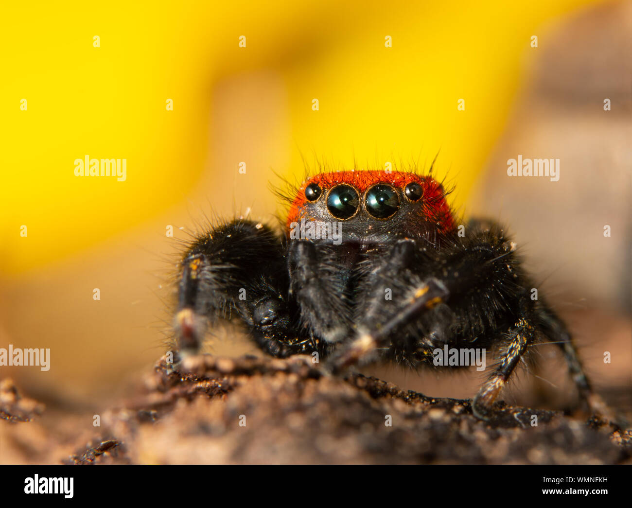 Cardinal spider hi-res stock photography and images - Alamy