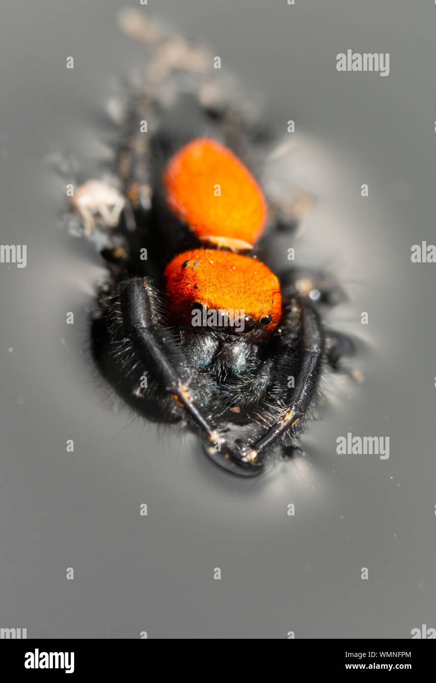 Phidippus cardinalis jumping spider floating on top of water, with his ...