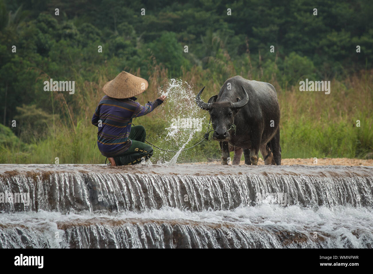 Farmer and water buffalo hi-res stock photography and images - Alamy