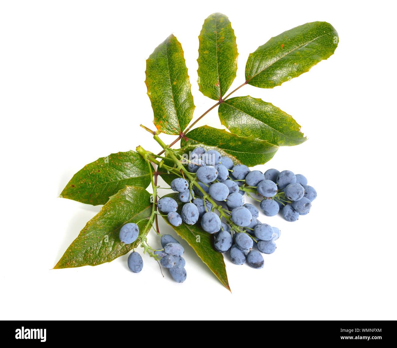 Twig Mahonia with berries isolated on white background Stock Photo - Alamy