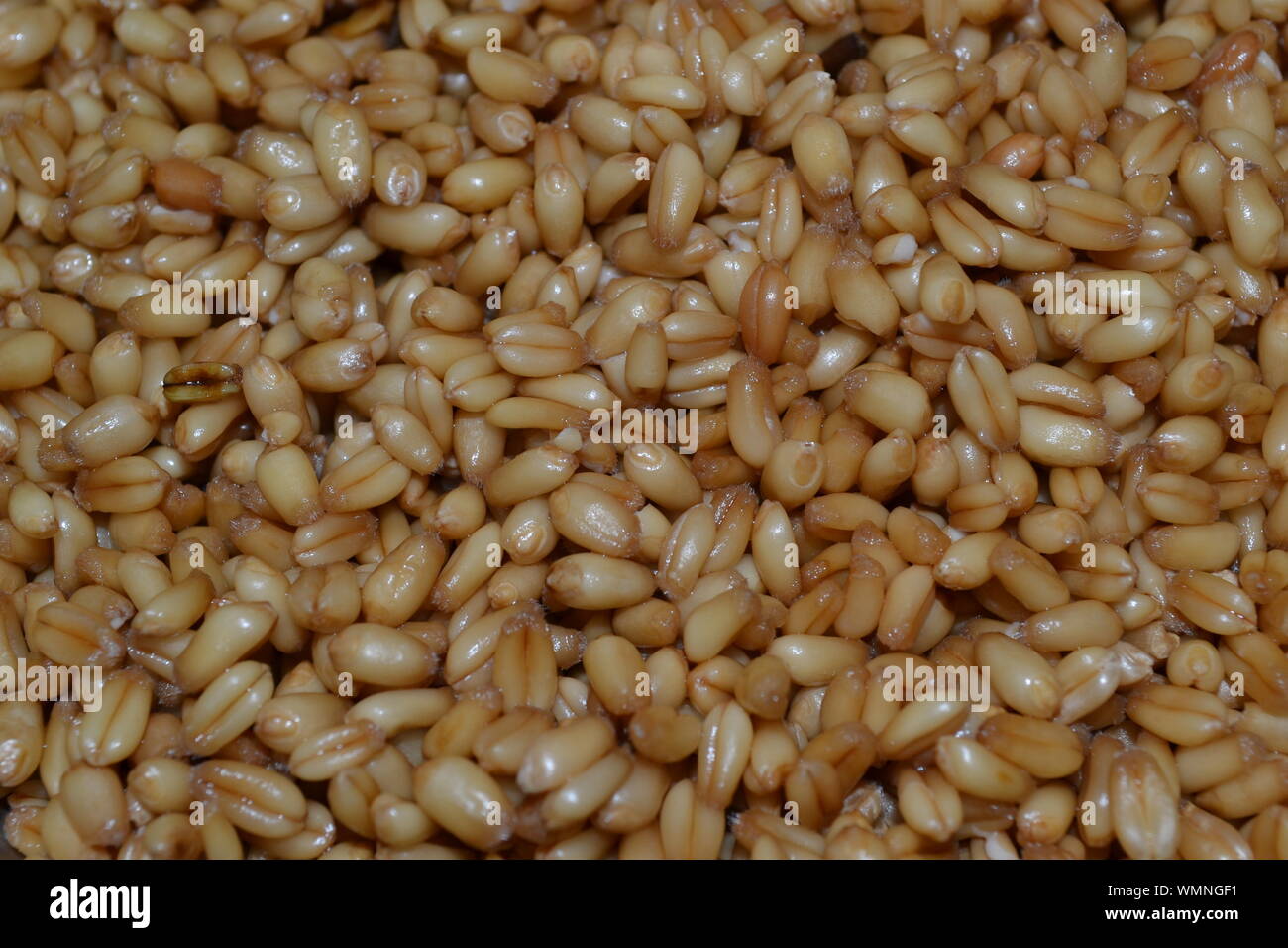 Wet wheat hi-res stock photography and images - Alamy