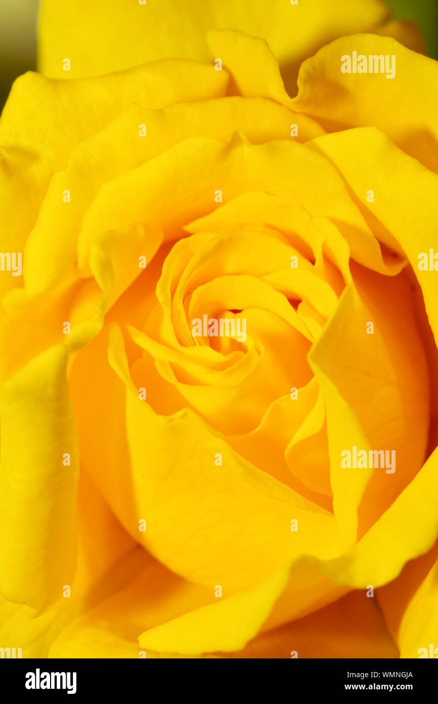 Deep yellow texture hi-res stock photography and images - Alamy