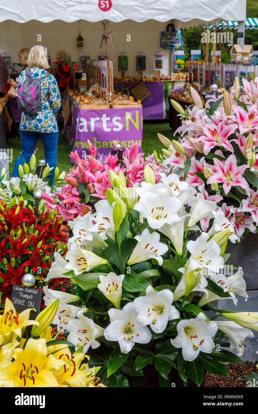 Arranging lilies hi-res stock photography and images - Alamy