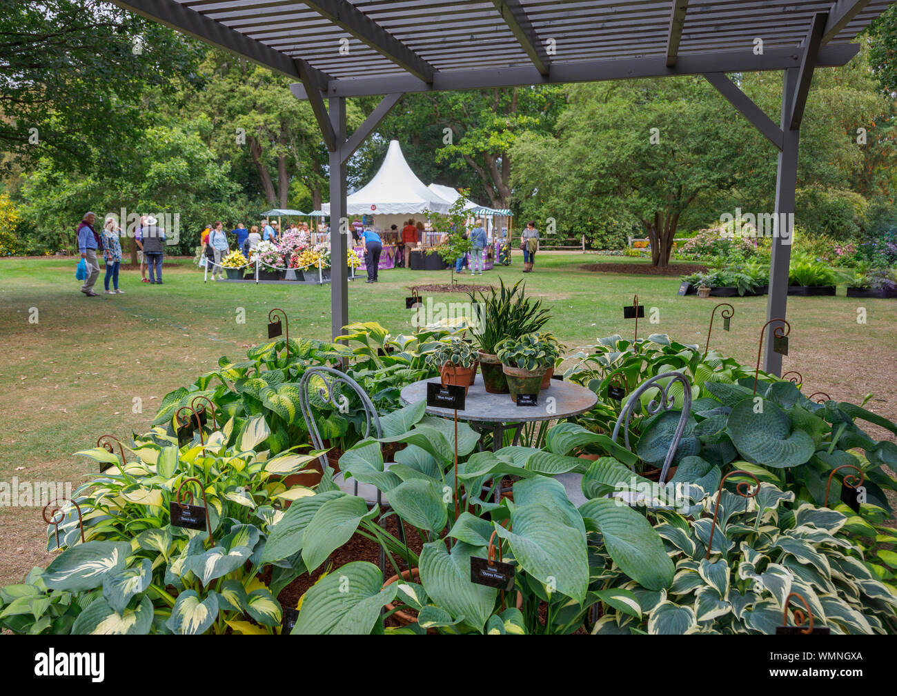 Flowering hostas hi-res stock photography and images - Alamy