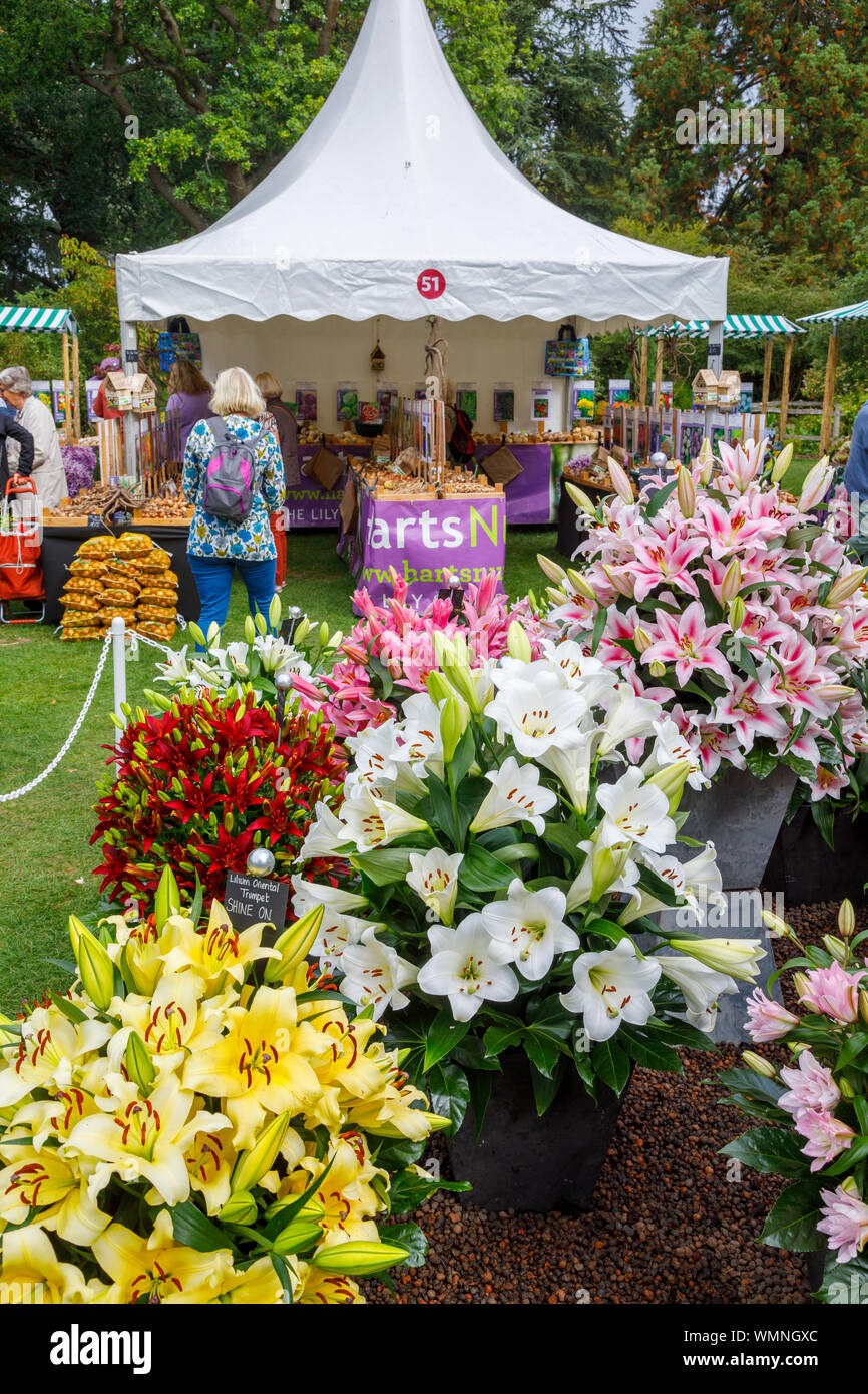 Arranging lilies hi-res stock photography and images - Alamy