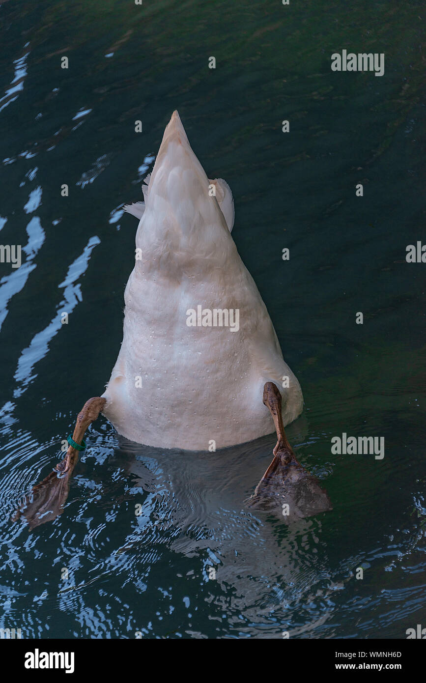 Hail photography hi-res stock photography and images - Alamy