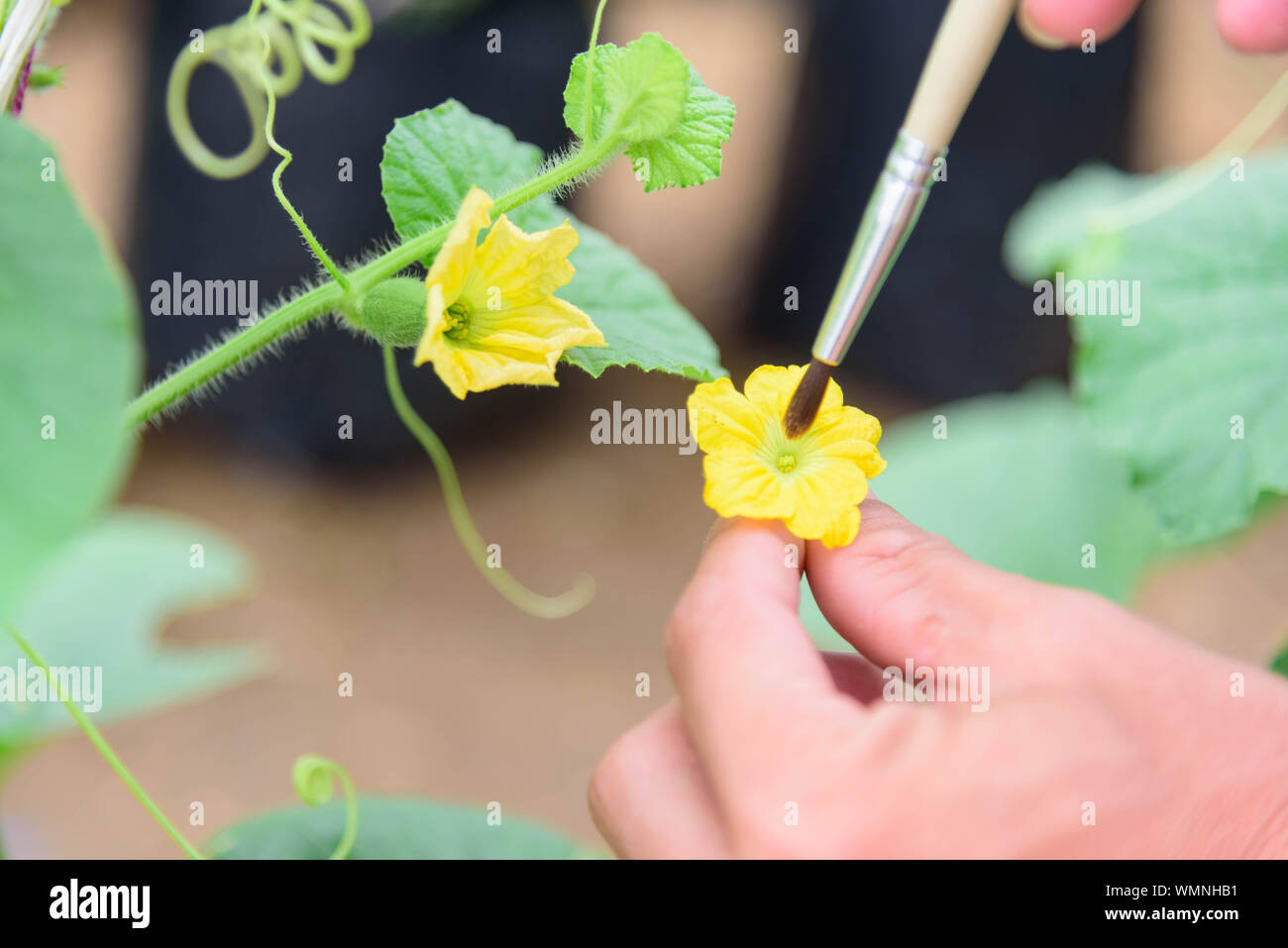 Paintbrush pollination hi-res stock photography and images - Alamy