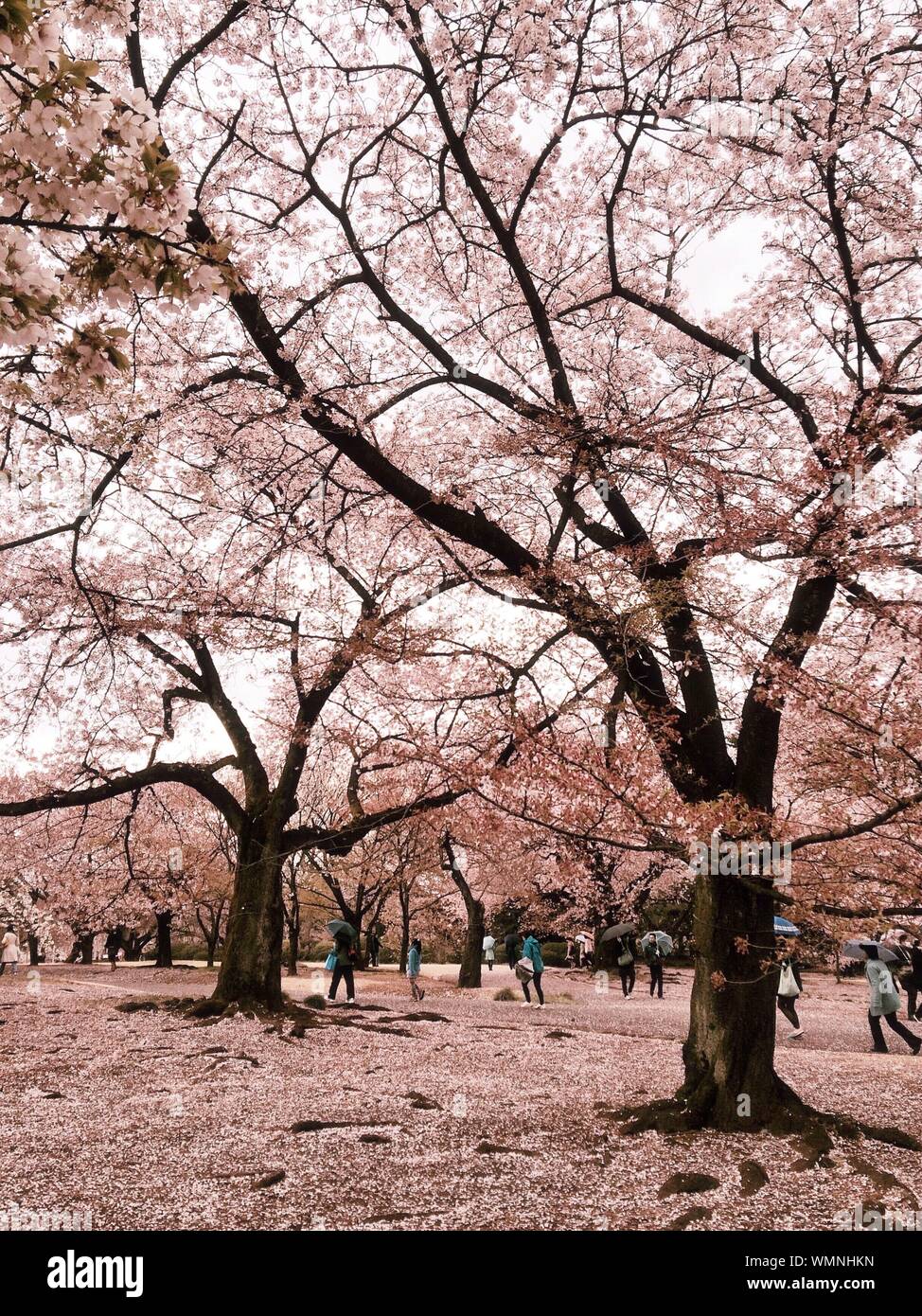 Blossom park hi-res stock photography and images - Alamy