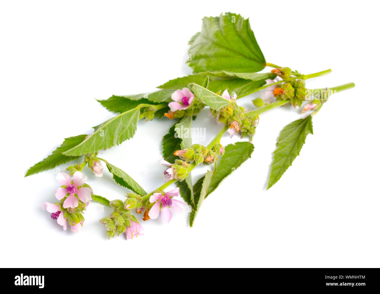 Althea officinalis flowers isolated on white background Stock Photo - Alamy