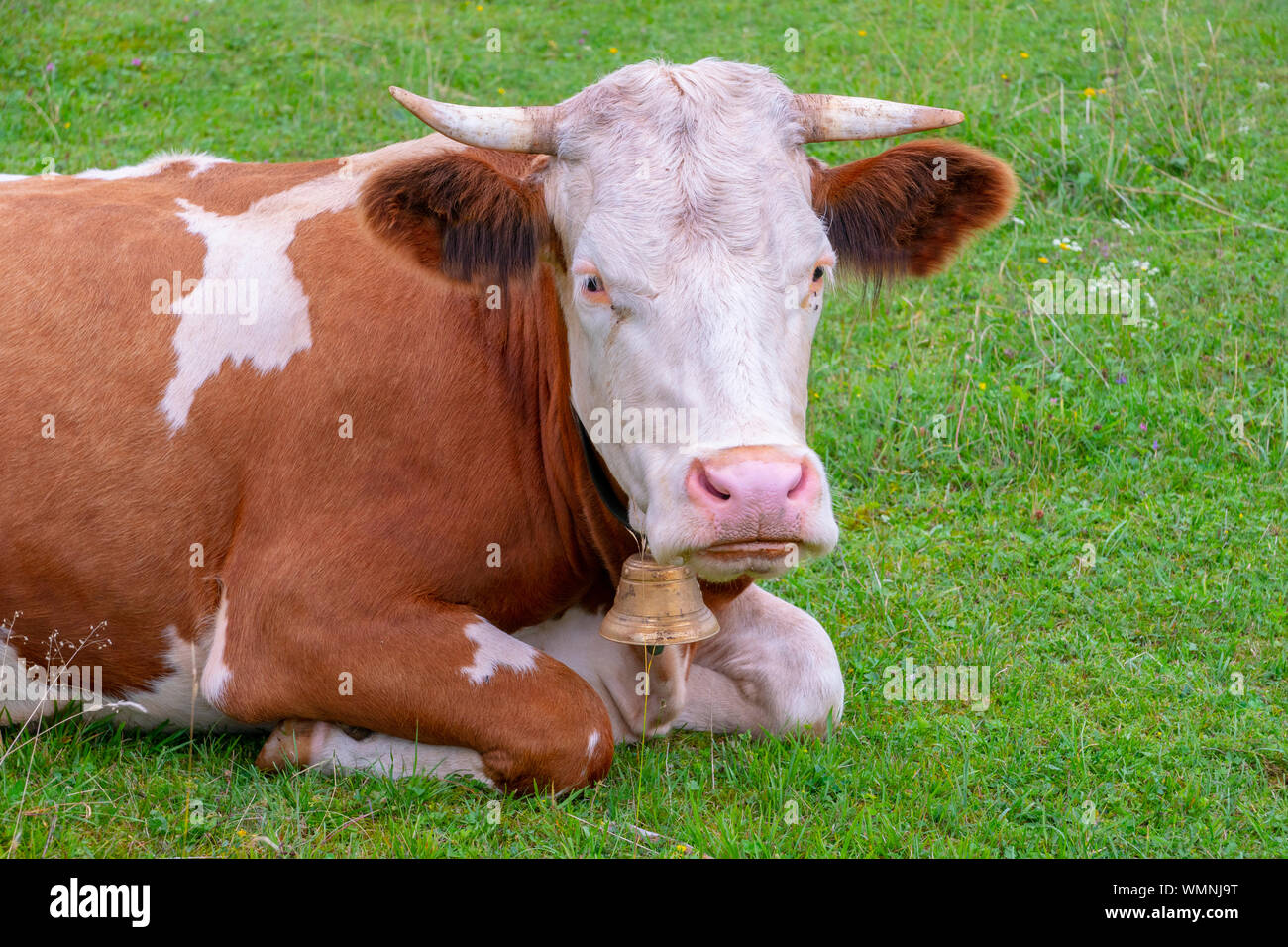 Agriculture farmland livestock in germany hi-res stock photography and ...