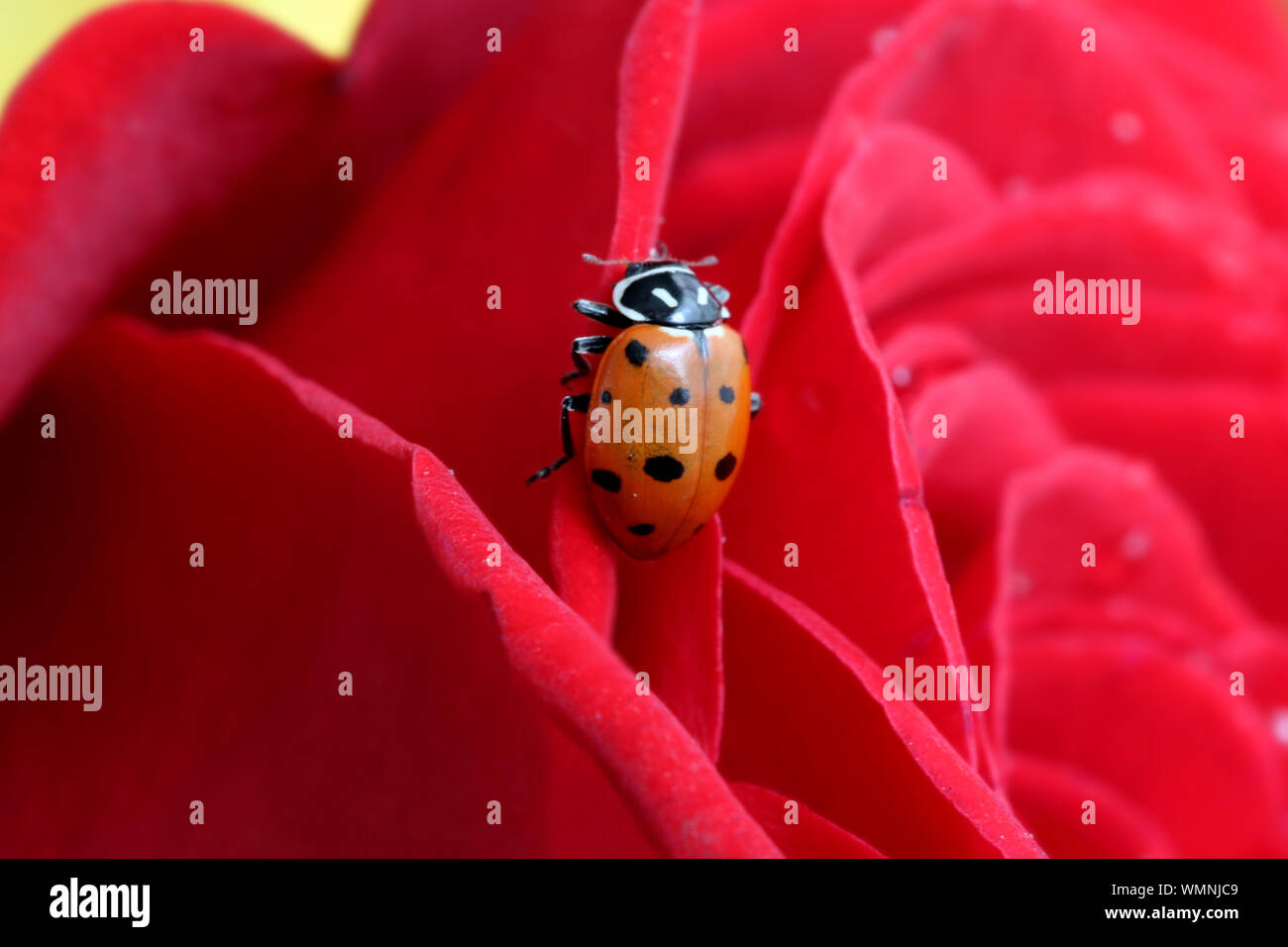 Ladybug on petal rose hi-res stock photography and images - Alamy
