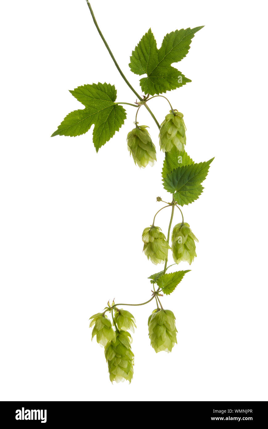 Common hops or Humulus lupulus vine with ripe fruits isolated on white ...