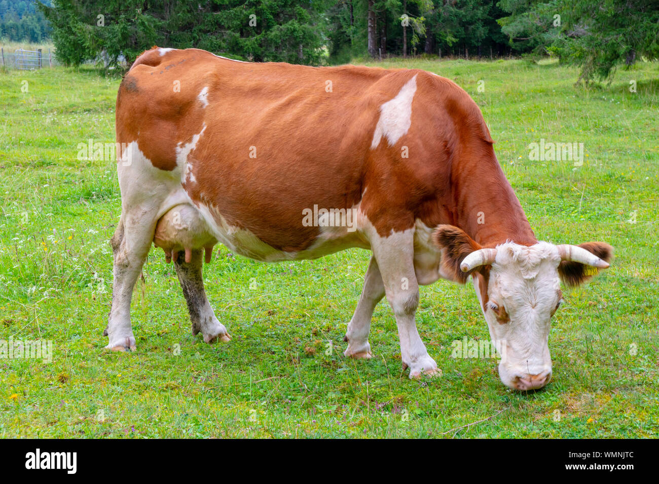 cattle on meadow in Bavaria, Germany Stock Photo - Alamy