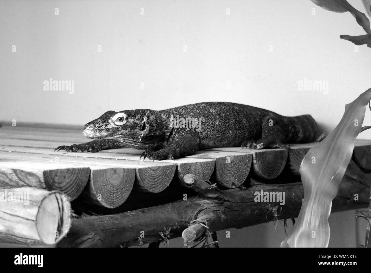 Lizard side view Black and White Stock Photos & Images - Alamy