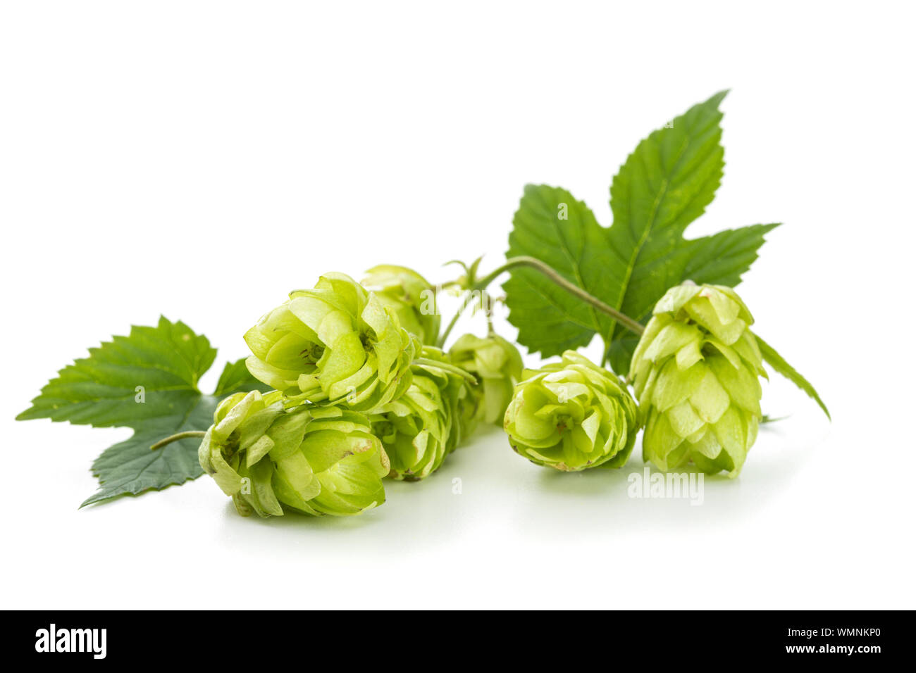 Part of common hops or Humulus lupulus vine with ripe fruit and leaves ...