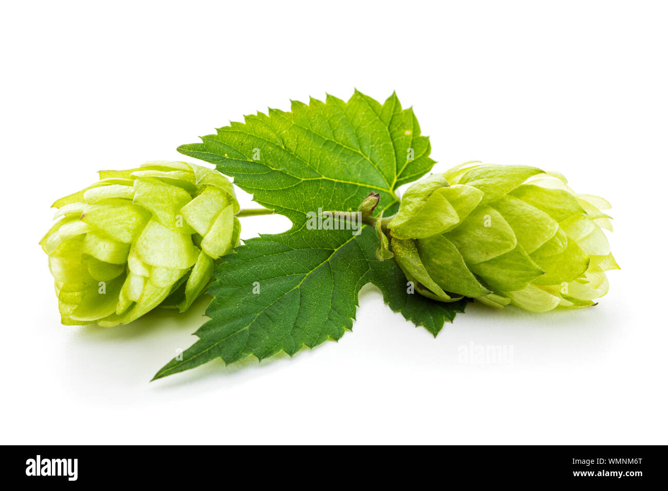 Macro of common hops or Humulus lupulus fruit cones and leaf on white ...