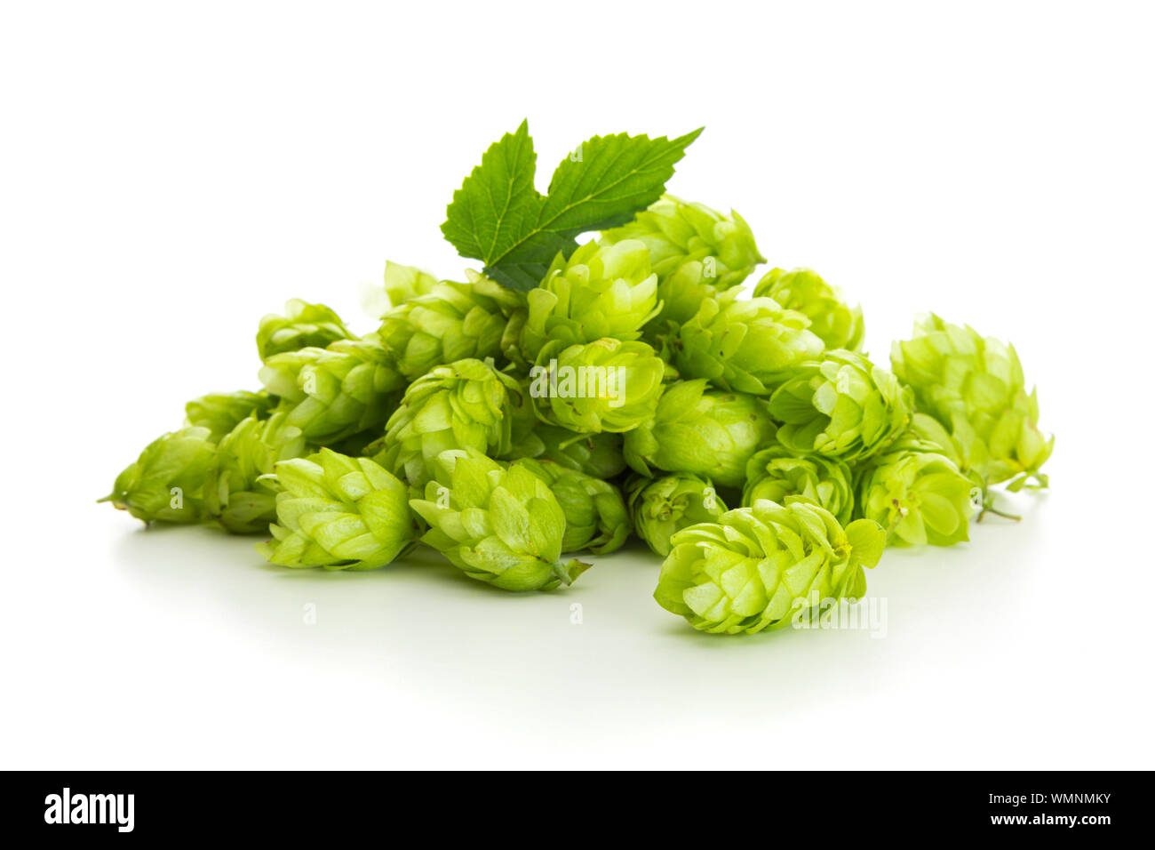 Common hops or Humulus lupulus heap of ripe fruits on white background ...