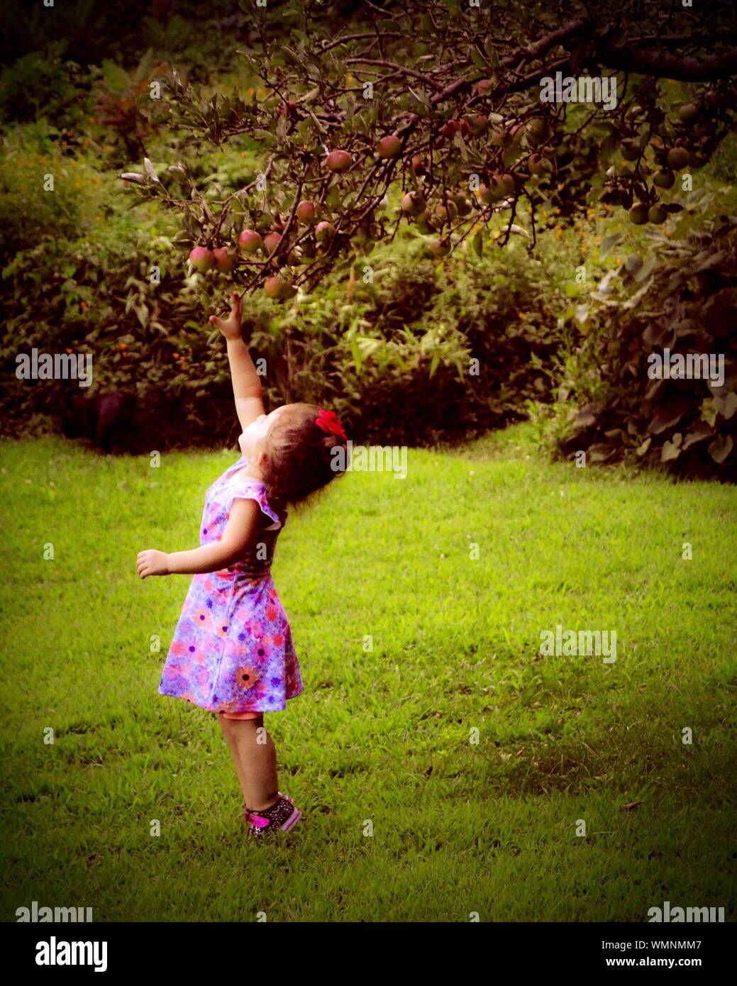 People reaching fruit on tree hi-res stock photography and images - Alamy