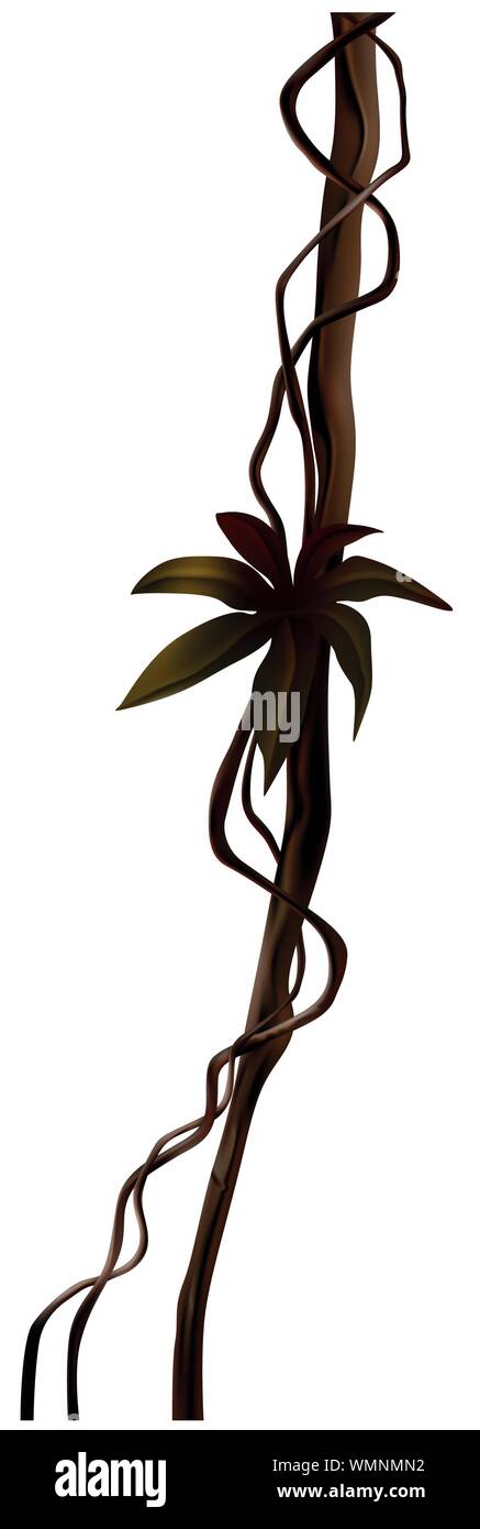 Liana plants Stock Vector Images - Alamy