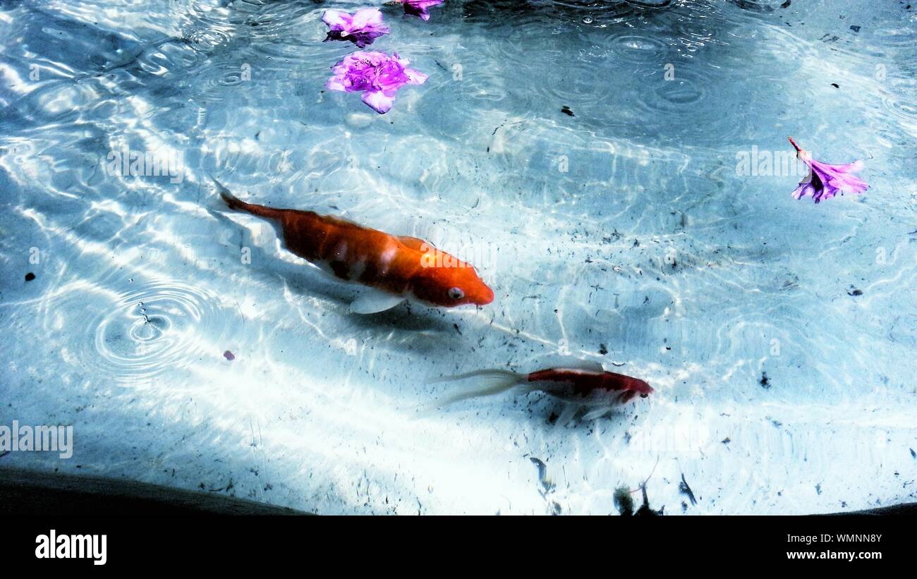 Two Koi Fish High Resolution Stock Photography and Images - Alamy