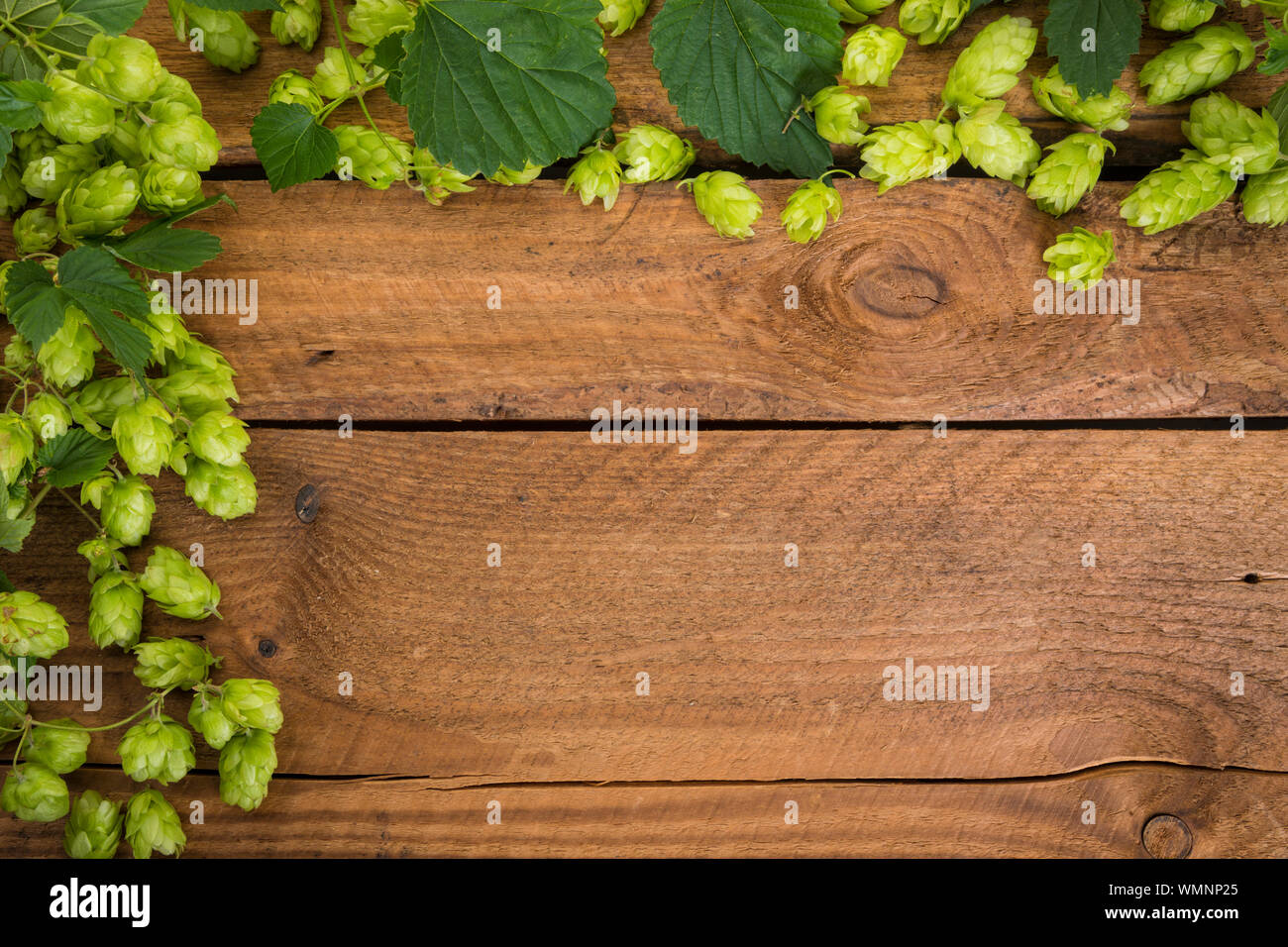 Border of Common hops or Humulus lupulus vines with ripe fruits and ...