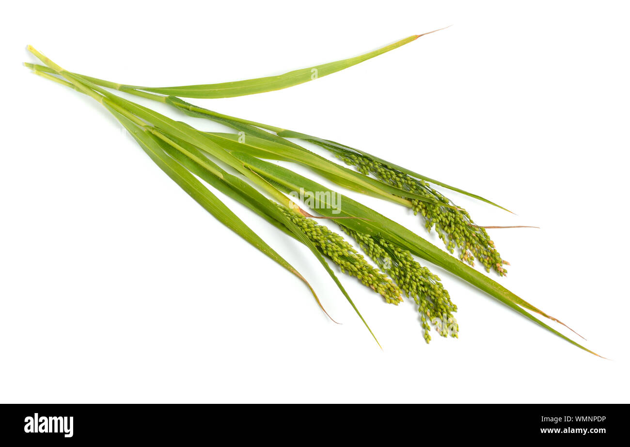 Panicgrass High Resolution Stock Photography and Images - Alamy