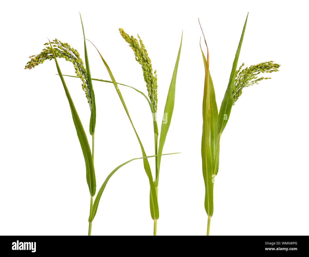Panicum hi-res stock photography and images - Alamy