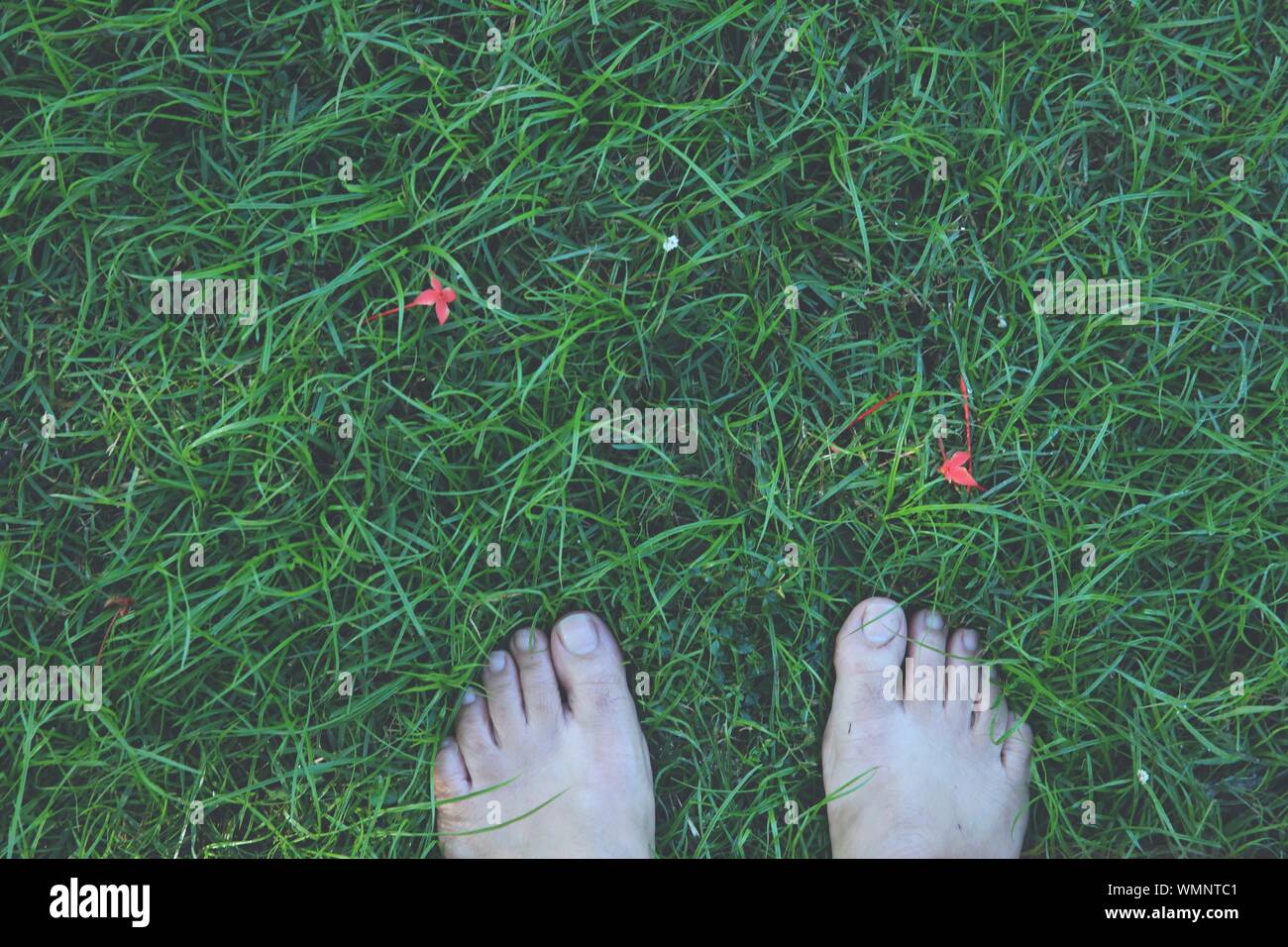 Toe Toe Grass High Resolution Stock Photography and Images - Alamy