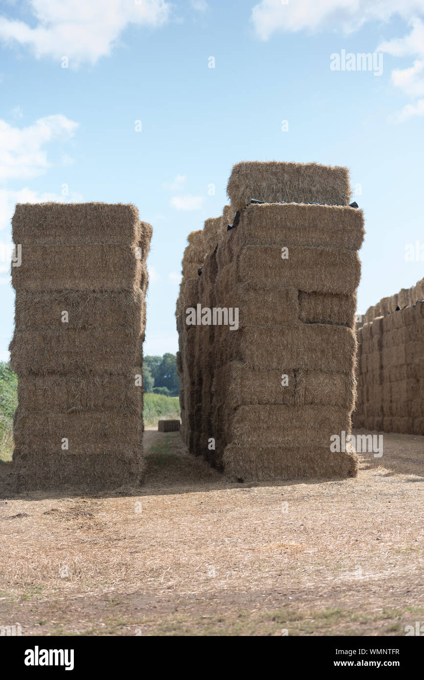 hay bales stack in field ready to store for winter feed Stock Photo - Alamy