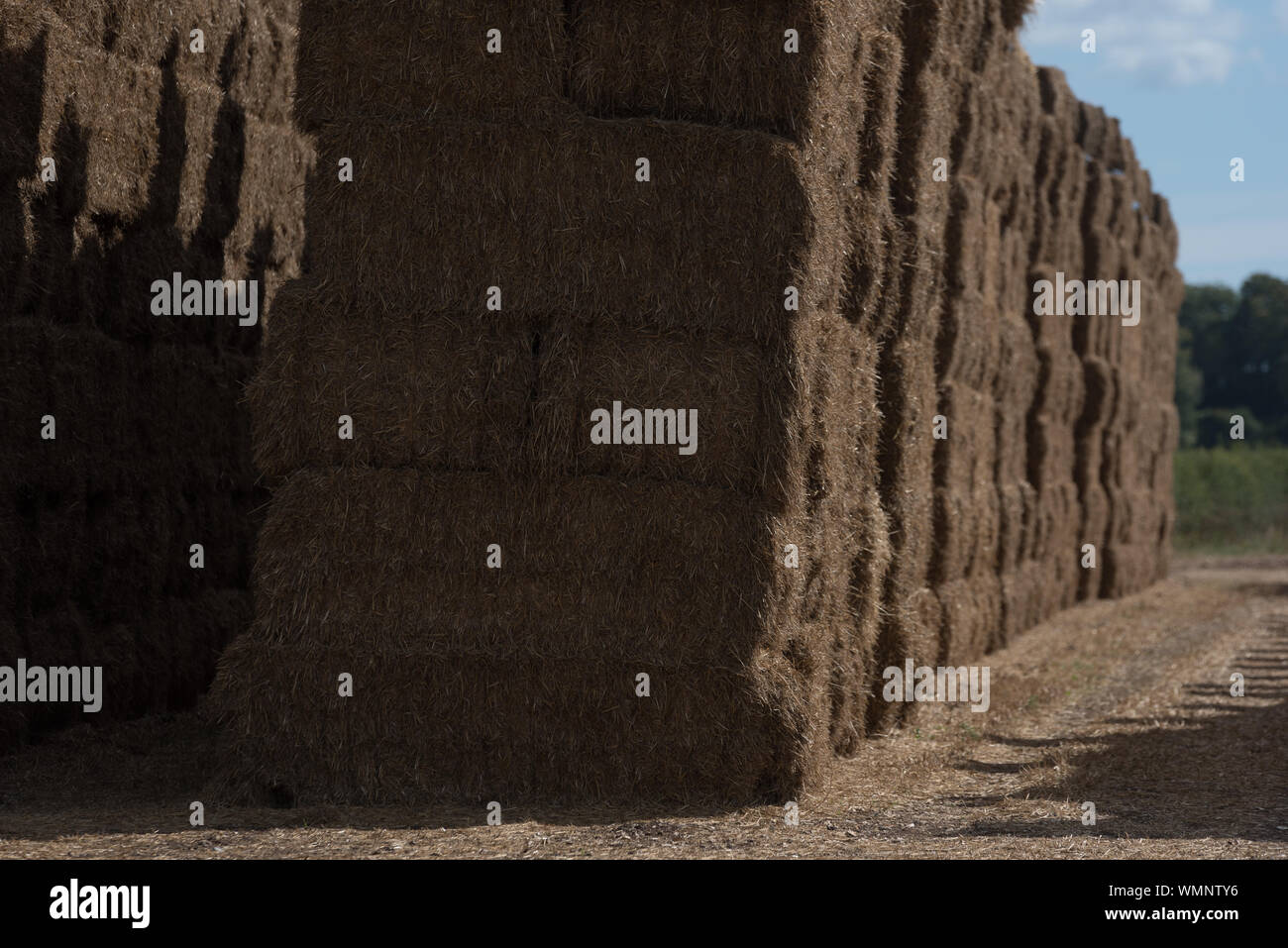 hay bales stack in field ready to store for winter feed Stock Photo - Alamy