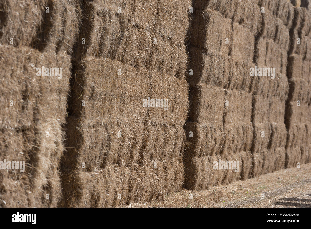 hay bales stack in field ready to store for winter feed Stock Photo - Alamy