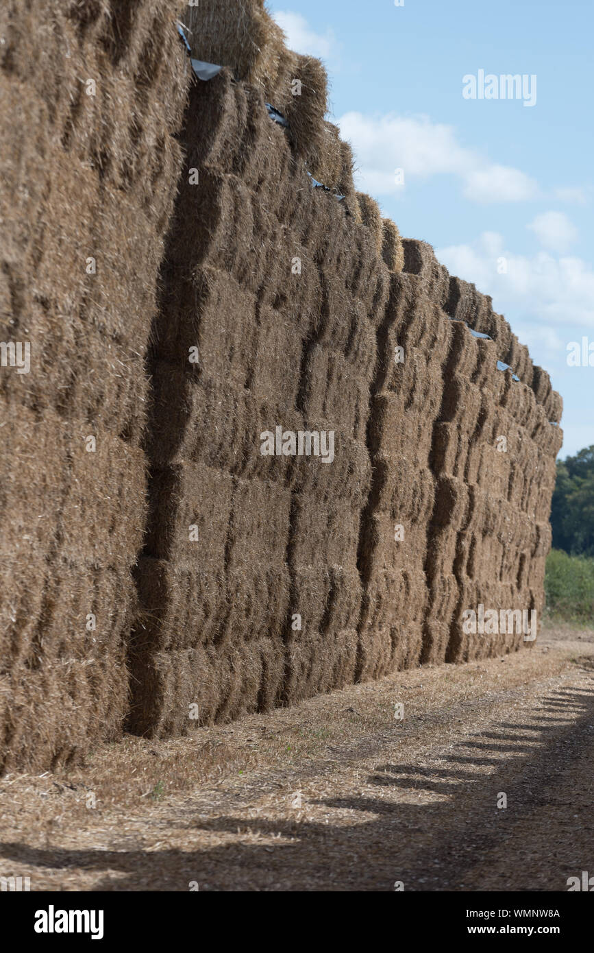 hay bales stack in field ready to store for winter feed Stock Photo - Alamy