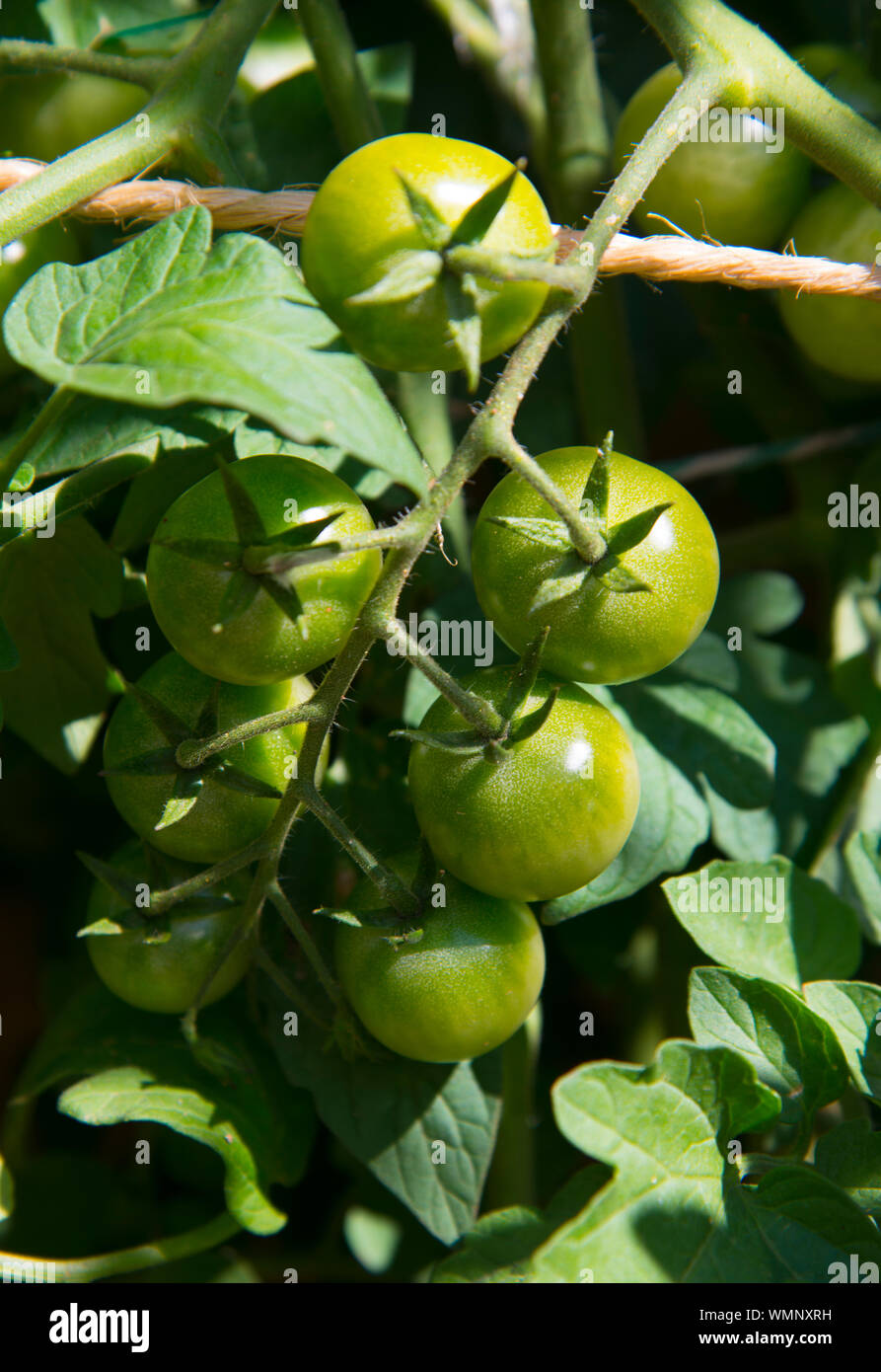 Green tomates hi-res stock photography and images - Alamy
