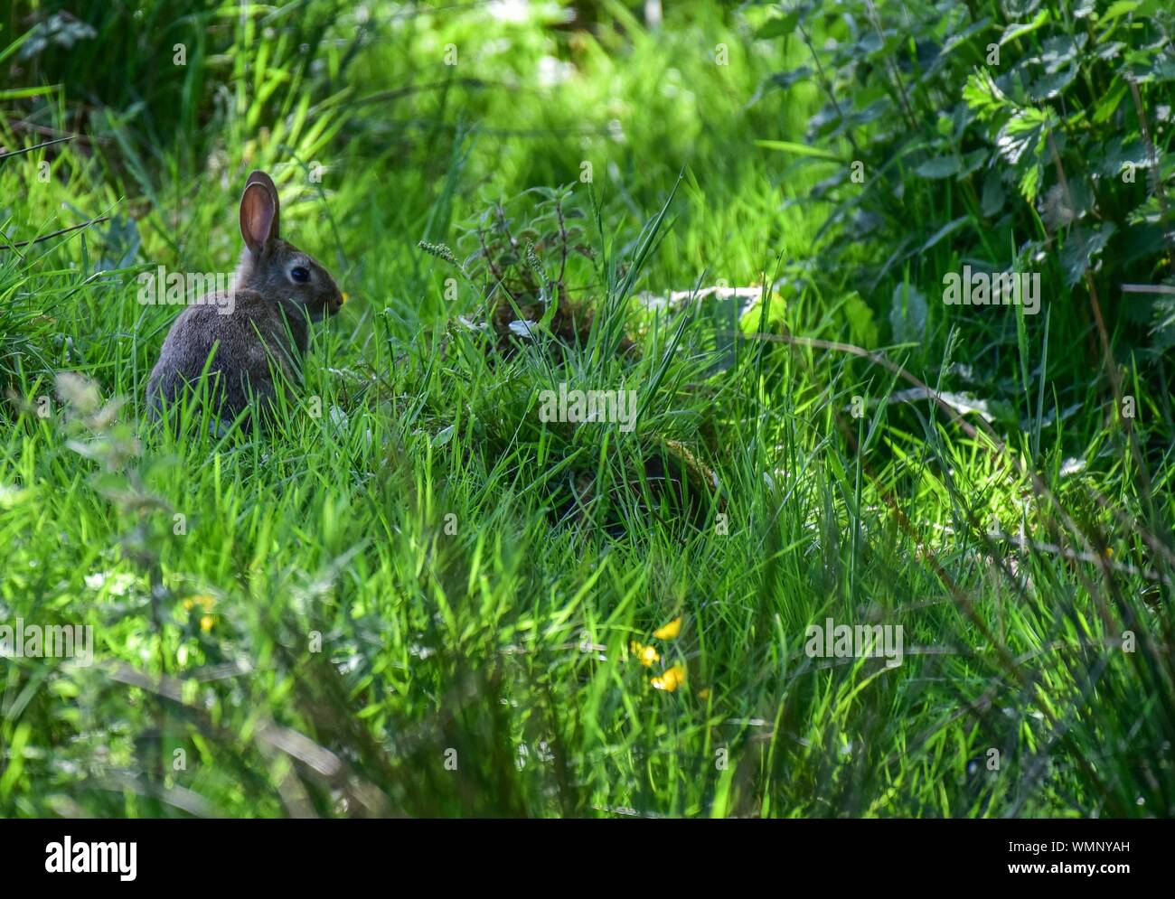 Rabbit On Grassy Field Stock Photo - Alamy