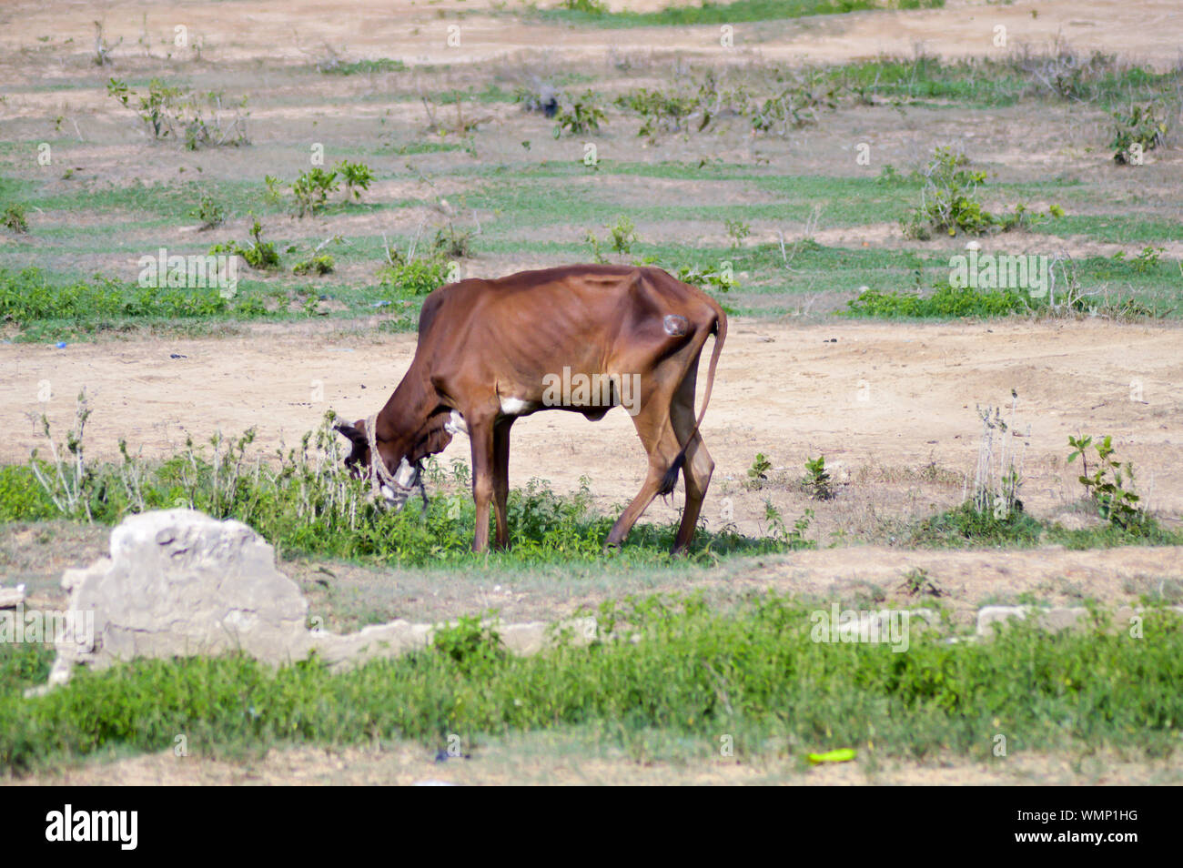 One cow side view on field hi-res stock photography and images - Alamy