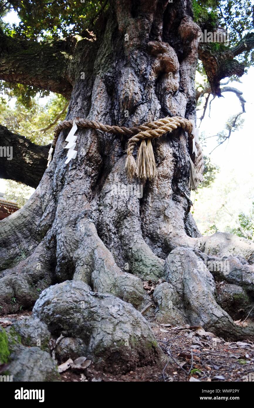 Rope tied to tree hi-res stock photography and images - Alamy