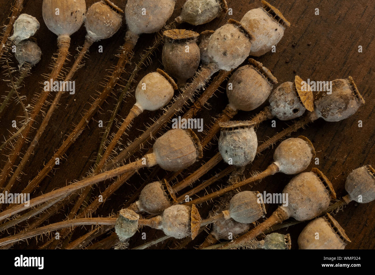Poppy pods pile macro on dark background. Drugs raw material for opium ...