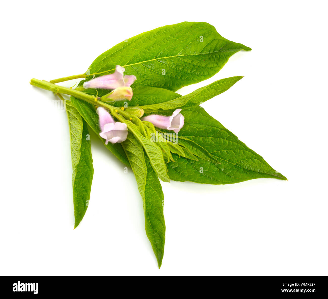Sesame plant with flowers isolated on white background Stock Photo - Alamy