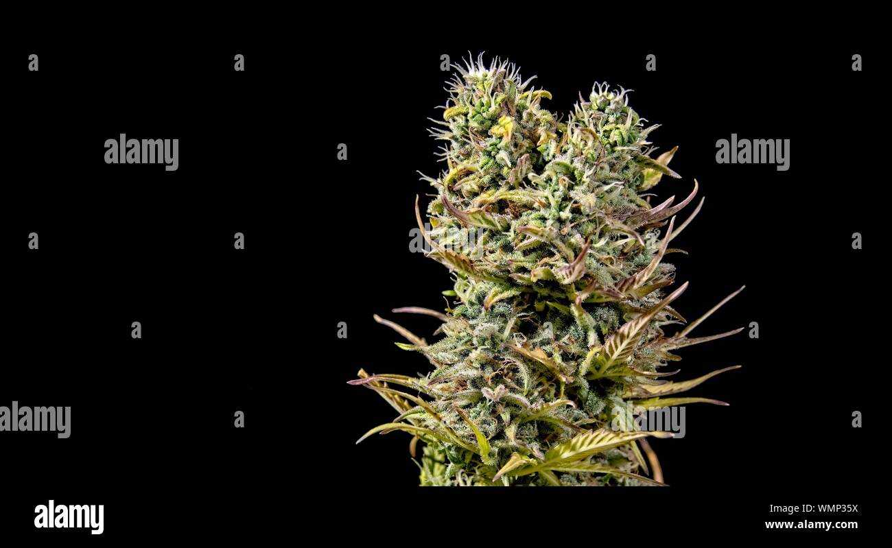 Marijuana plant black background hi-res stock photography and images ...