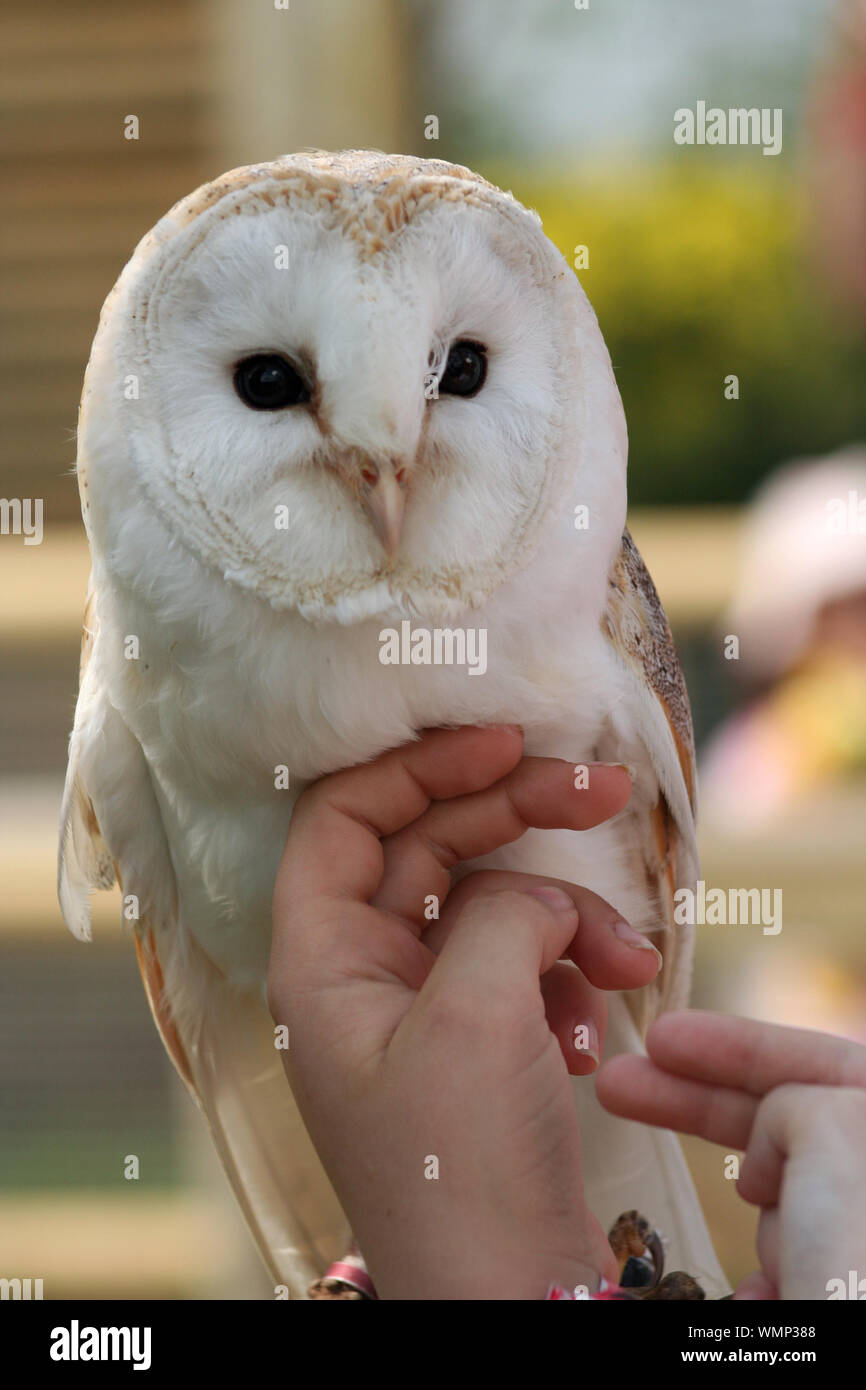 Person holding owl hi-res stock photography and images - Alamy