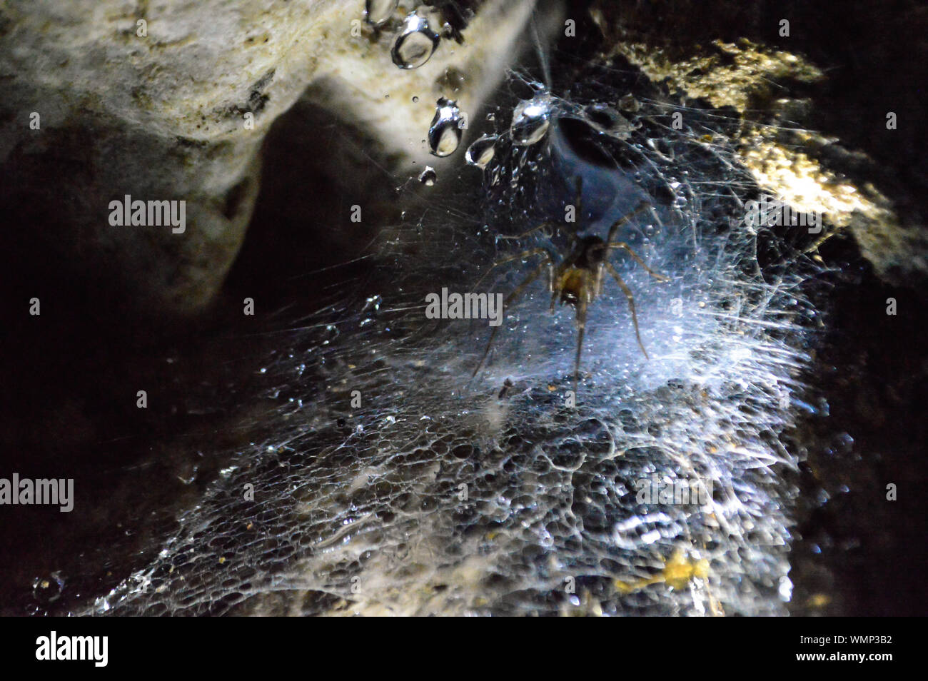 Spider in cave hi-res stock photography and images - Alamy