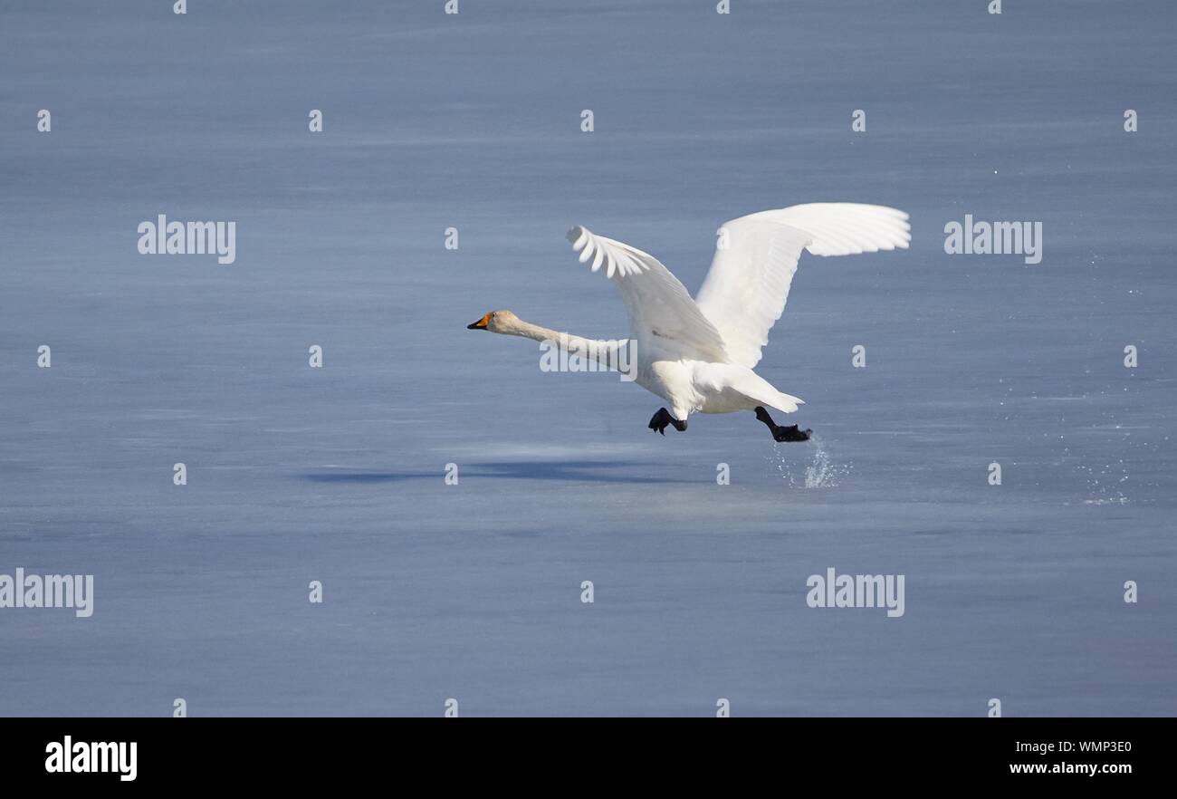 Swan taking off from water hi-res stock photography and images - Alamy