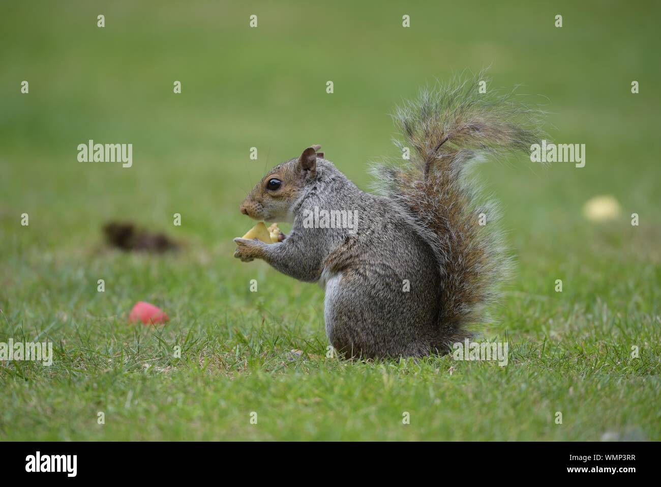 Squirrel close up profile view hi-res stock photography and images - Alamy