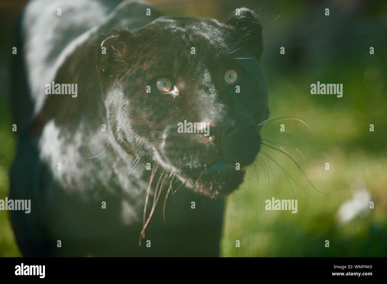 Black panther nature hi-res stock photography and images - Alamy