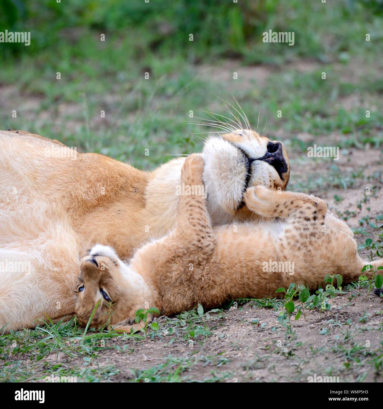 Lioness body hi-res stock photography and images - Alamy