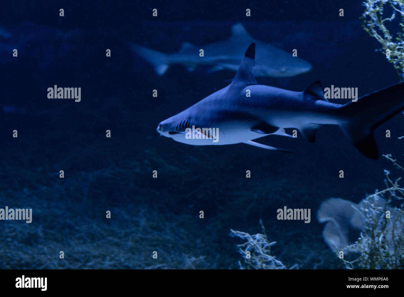 Great Shark posing in the deep blue water Stock Photo - Alamy