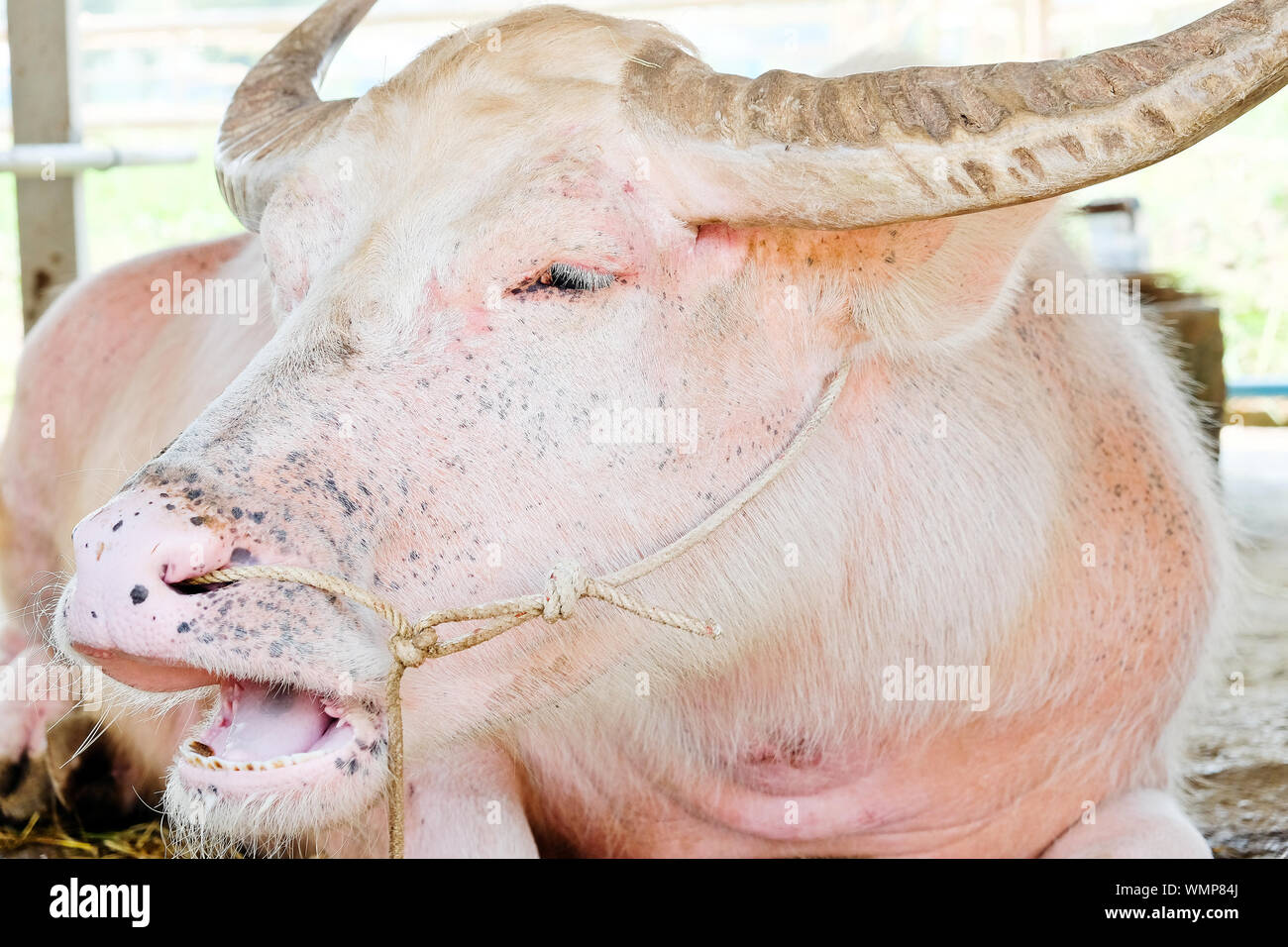 Animal mouth open buffalo hi-res stock photography and images - Alamy