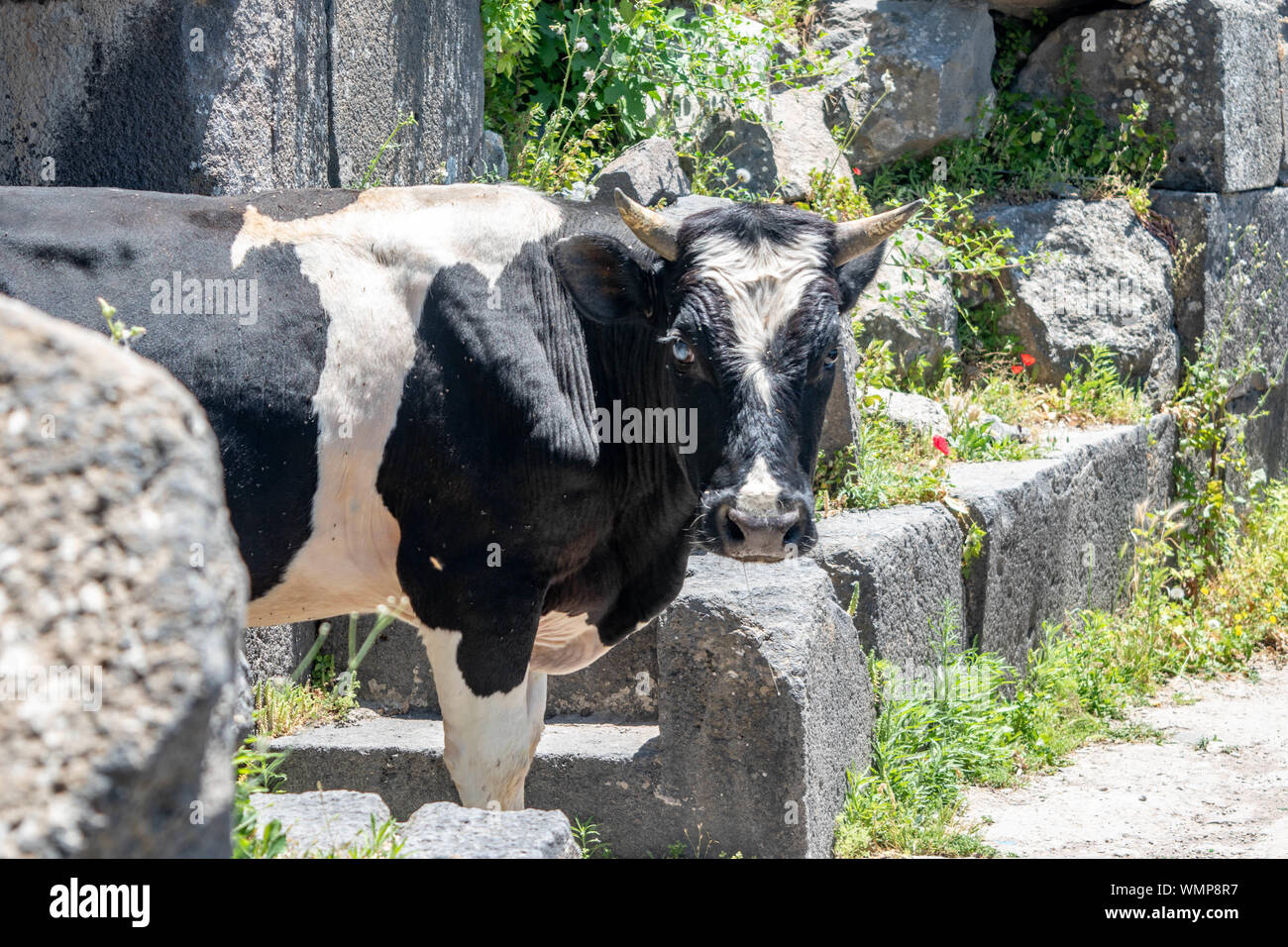 Cow wandering through the ancient Greek and Roman ruins in the ...