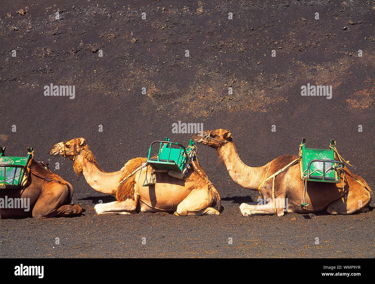 Transporte de animales hi-res stock photography and images - Alamy
