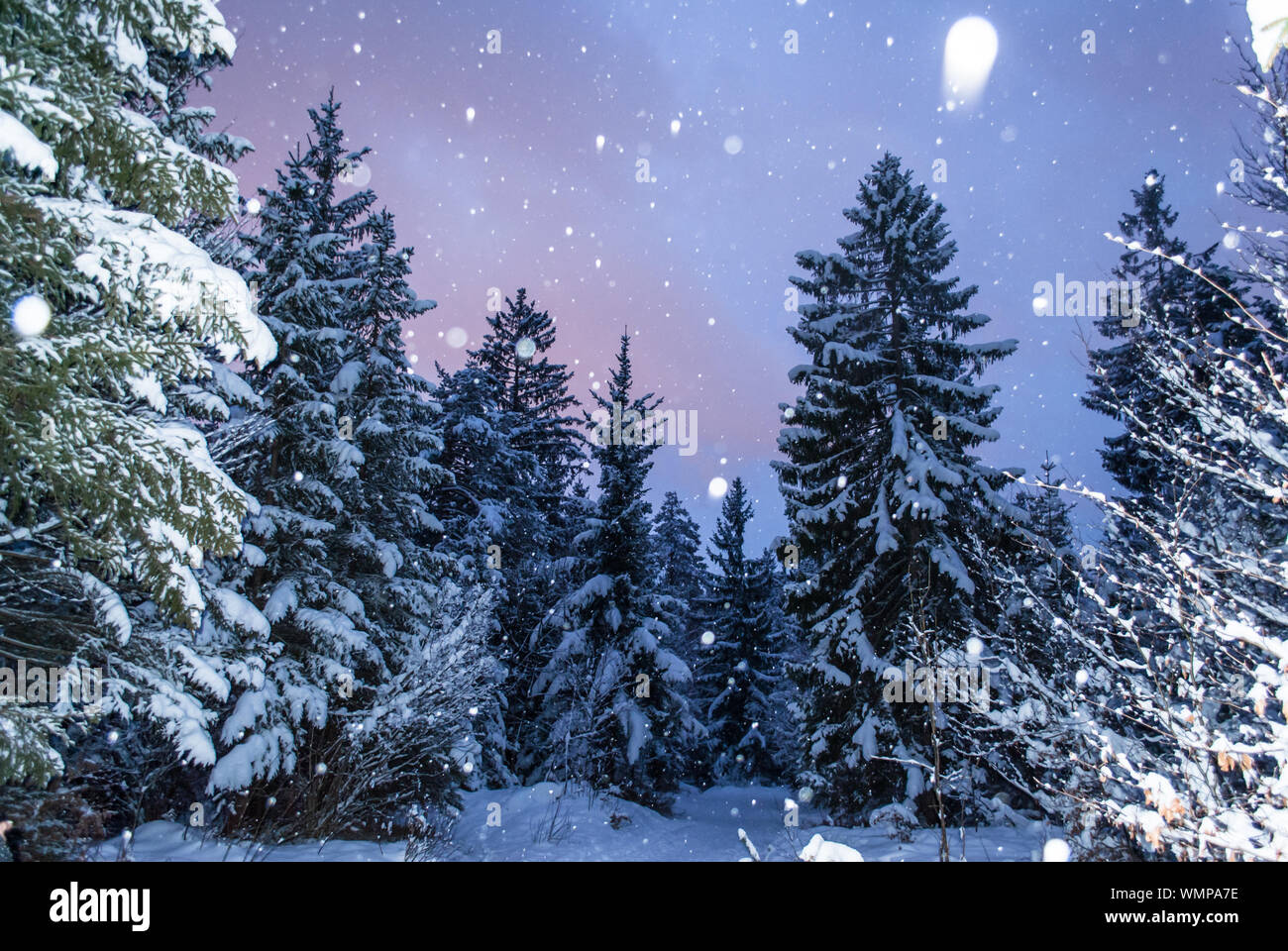 Night winter pine trees hi-res stock photography and images - Alamy